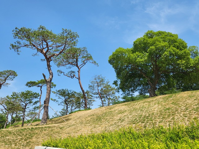 9월 개관하는 대구간송미술관의 모습은?…“하늘로 곧게 뻗은 아름드리나무 자태” - 대구일보